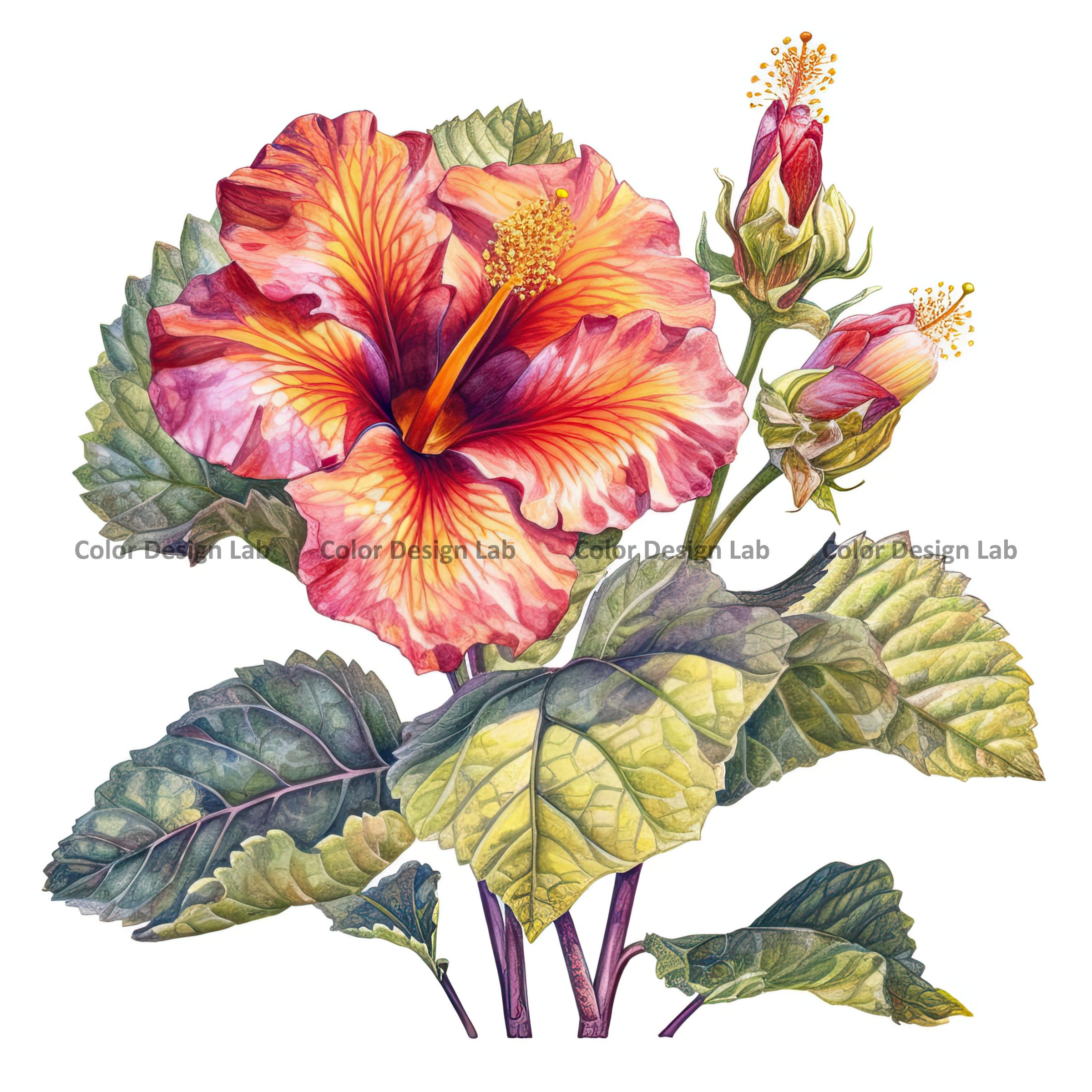 Hibiscus Flower Clipart Set of 12 High-quality Floral PNG - Etsy