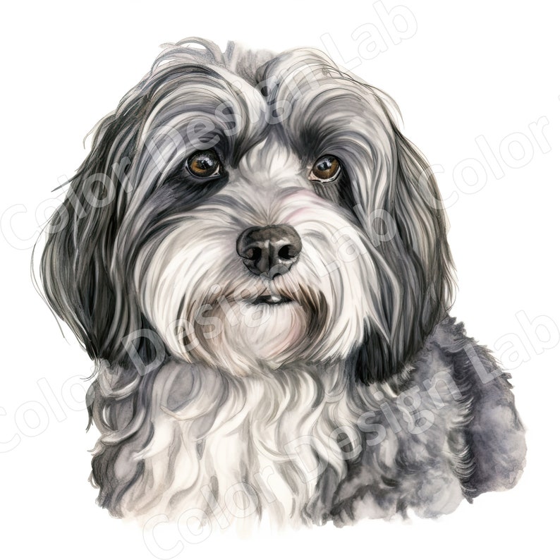 Cozy Havanese Clipart 8 High-resolution Dog Art Images - Etsy