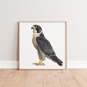 Peregrine Falcon, Peregrine Falcon High Rez JPG Digital Download Bird ...