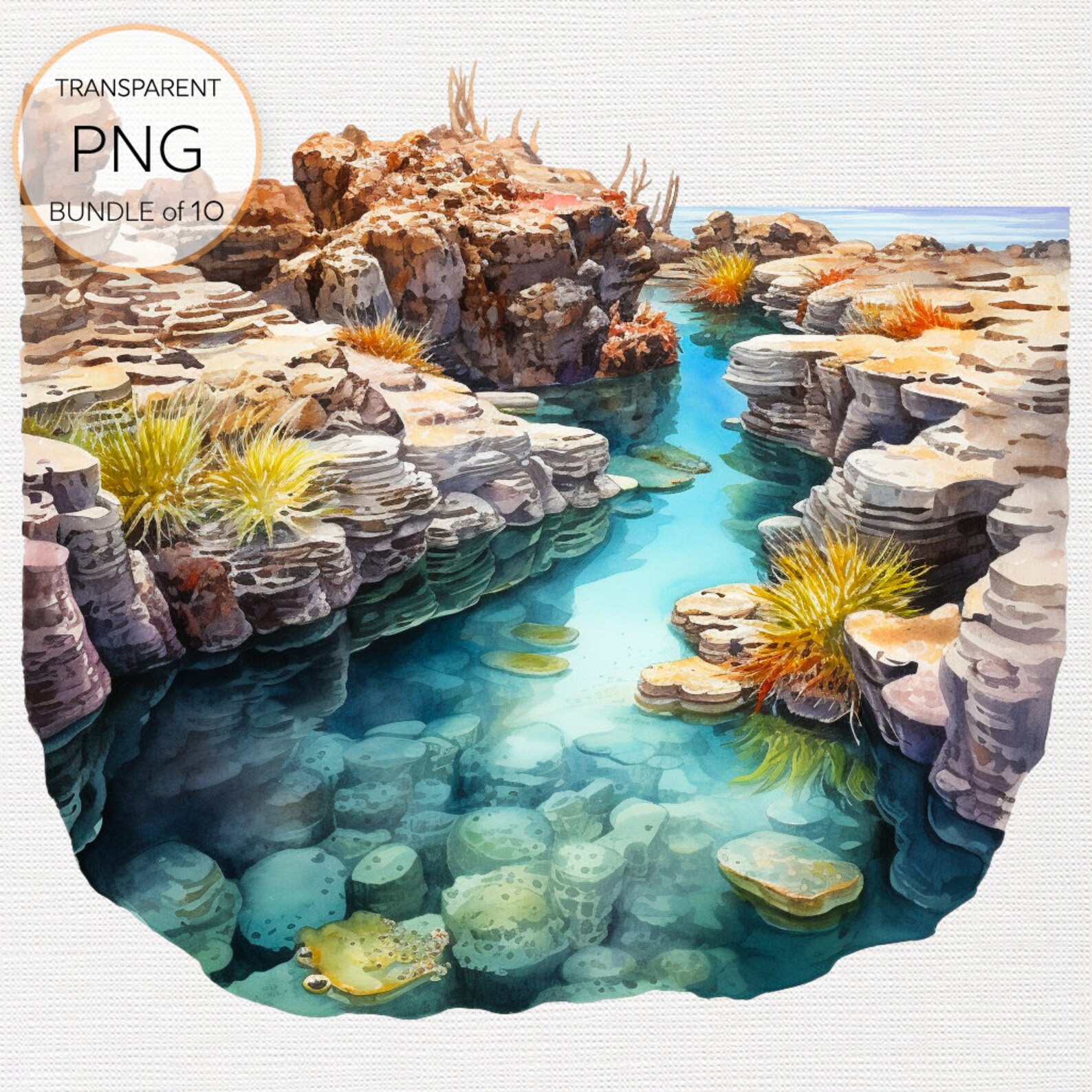 Set of 10 Watercolor Tidepools Clipart Pngs for Coastal Card Making and ...