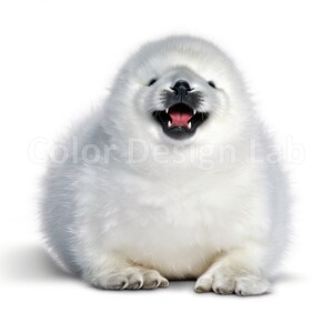 Happy Harp Seal Pup Printable Art - Set of 8 PNG, Commercial Use ...