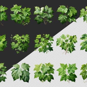 Ivy Leaf Clipart Bundle of 36 Quality Transparent Watercolor Png ...
