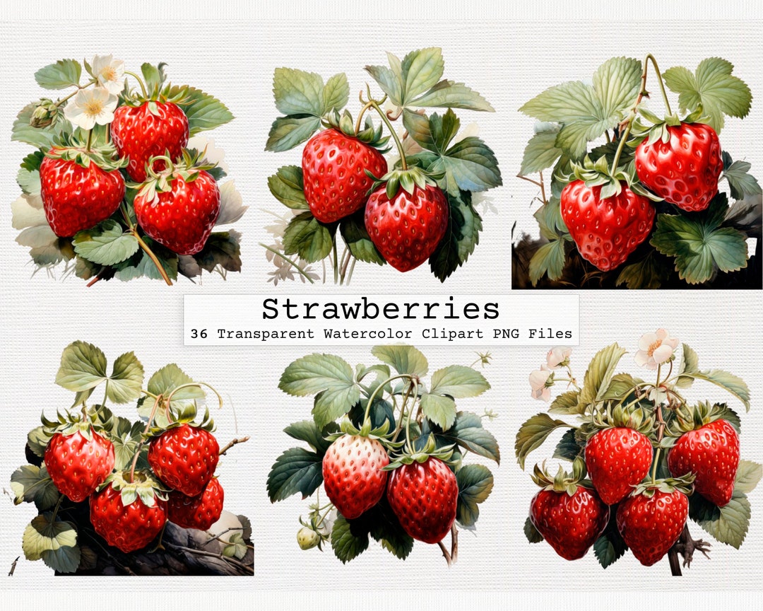 Strawberries Clipart Bundle of 36 Quality Transparent Watercolor Png ...