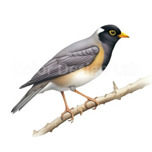 Common Myna Clipart - 8 High Quality Myna Bird Digital Download ...
