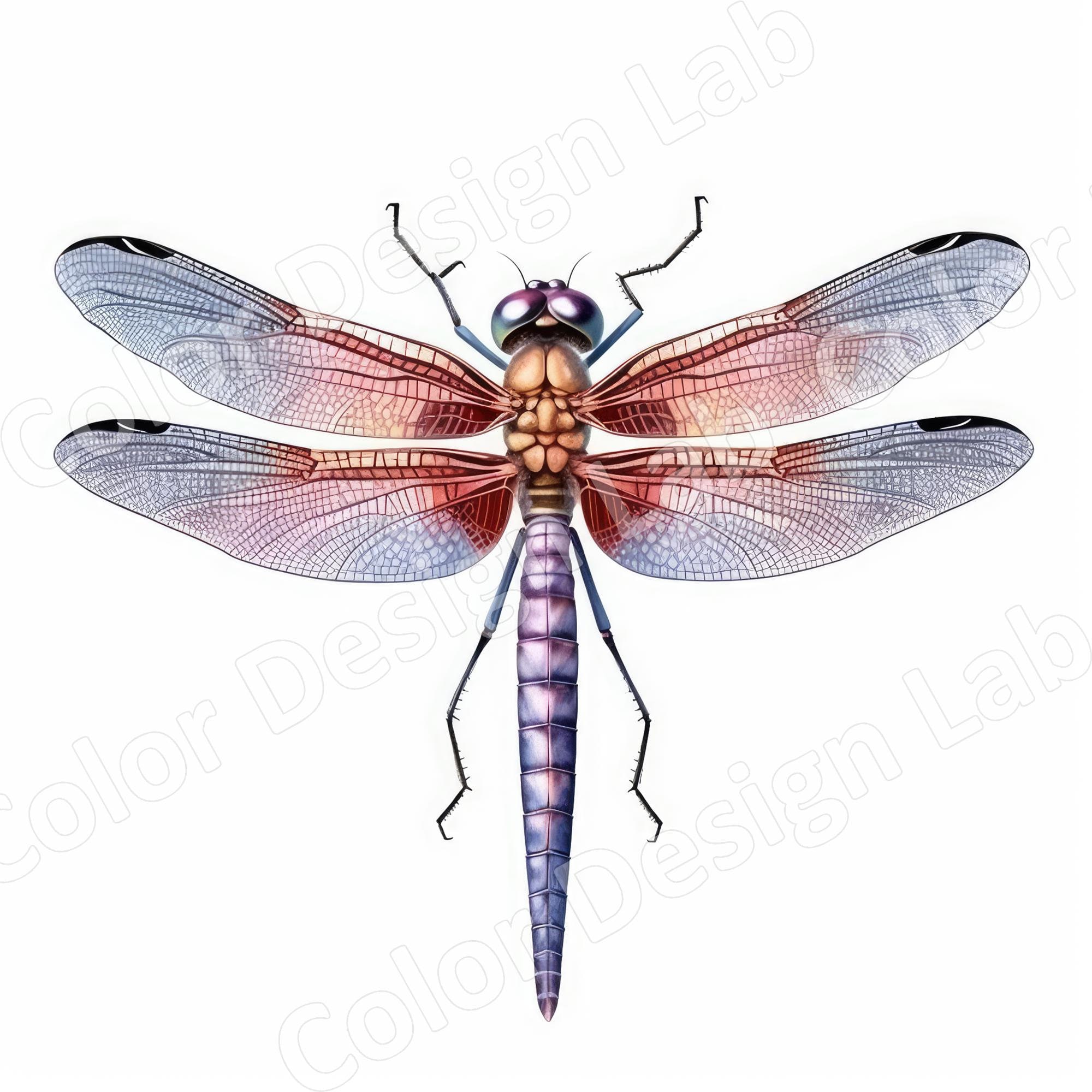 Delicate Dragonfly Printable Clipart Set 8 Pngs Digital - Etsy