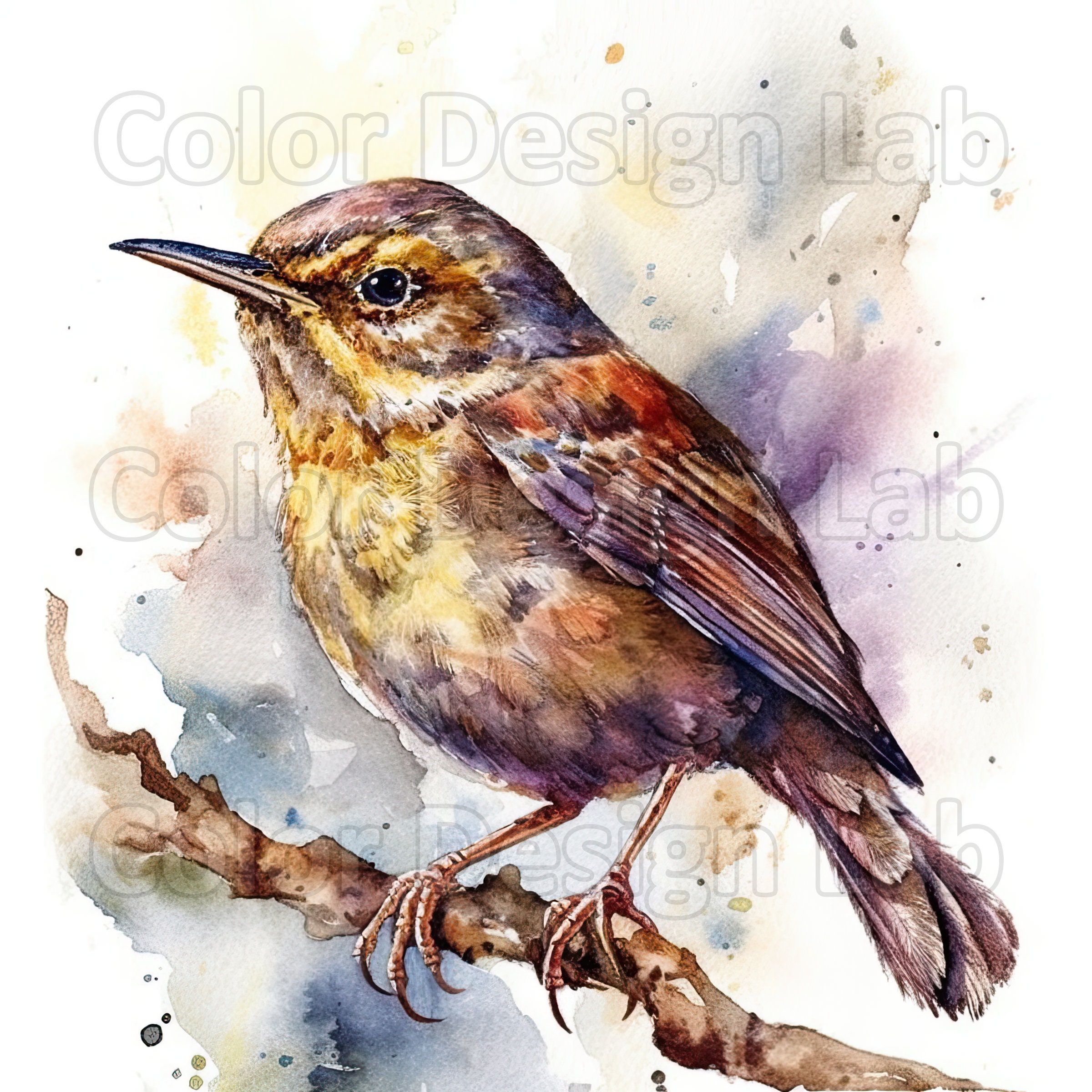 Wren Clipart Set 8 High-quality Printable Wren PNG Digital - Etsy