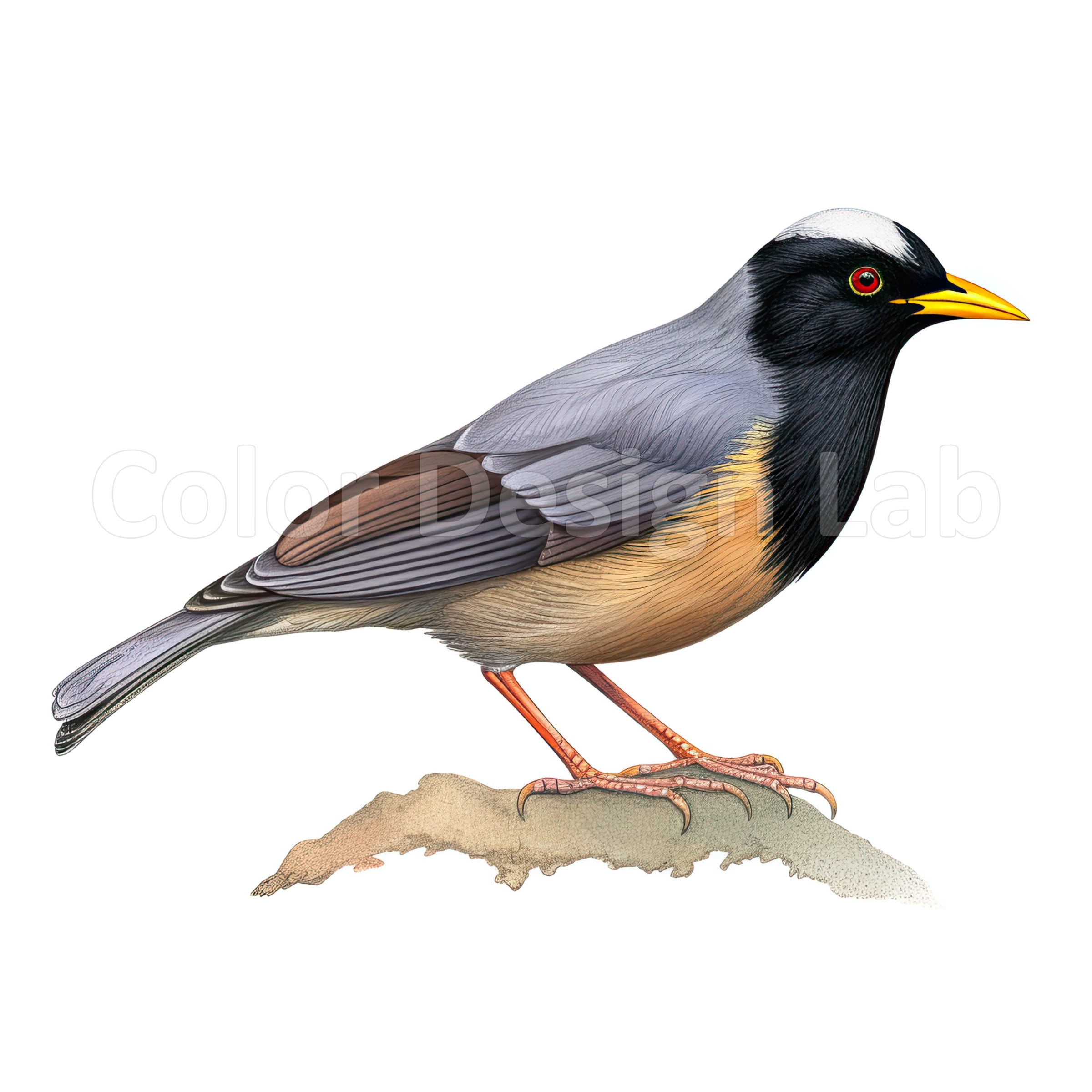 Common Myna Clipart 8 High Quality Myna Bird Digital - Etsy