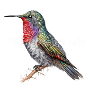 Anna's Hummingbird Clipart Bundle - Set of 8 Art Printables, Commercial ...