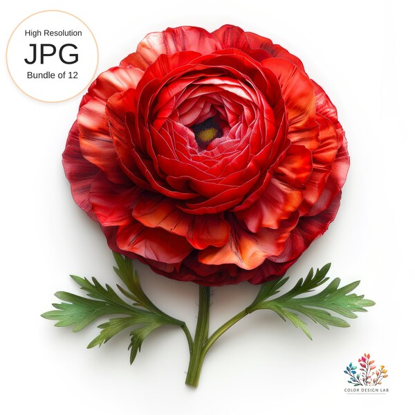 Ranunculus Art - Etsy