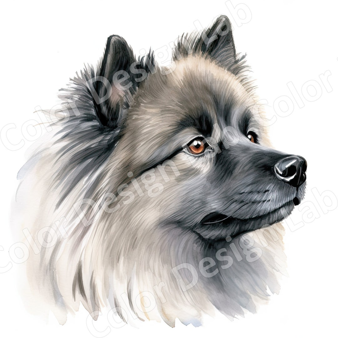 Focused Keeshond Clipart Bundle, Keeshond Digital Download, Set of 8 ...
