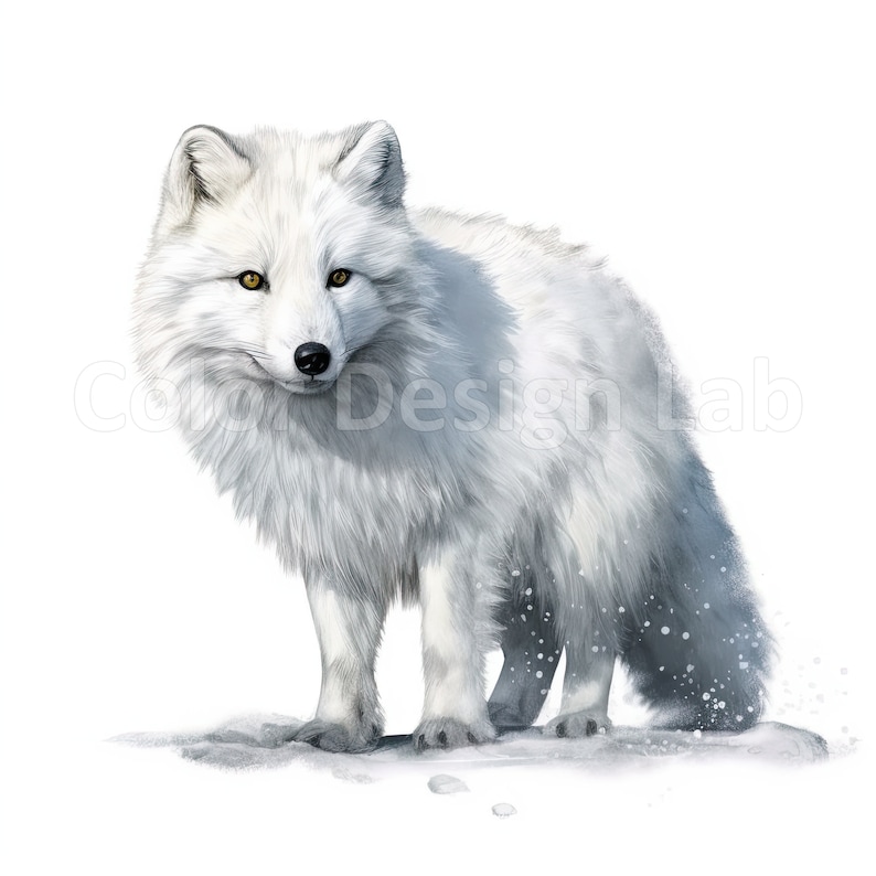 Happy Arctic Fox Clipart - Set of 8 Printable Art PNG, Digital Download ...