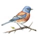 Eastern Bluebird Art Printable Clipart Set of 8 High-quality Art PNG ...