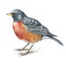 American Robin Clipart Set – 8 Printable Art PNG, Digital Download ...