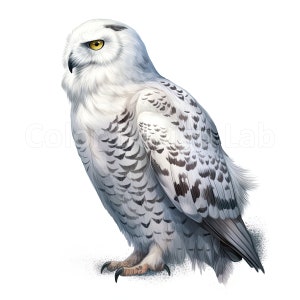 Snowy Owl Bundle - Set of 8 High-resolution Snowy Owl Printable Clipart ...
