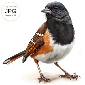 Eastern Towhee, Vintage Bird Illustration, Floral Bird Art Print, High ...