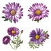 Purple Daisy Clipart - 24 High-quality Jpgs - Digital Download - Perfect for Card Making ...