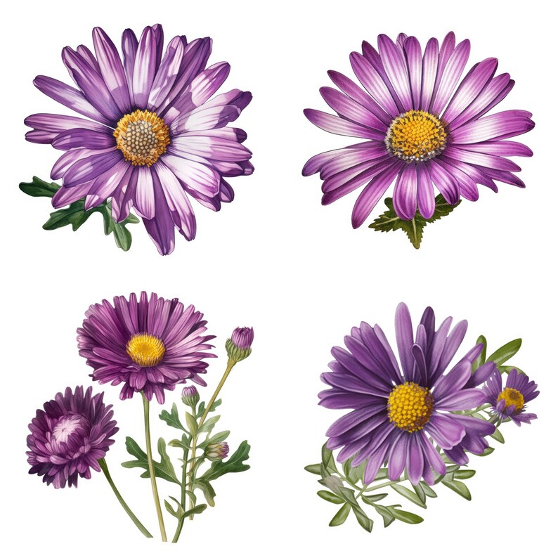 Purple Daisy Clipart 24 High-quality Jpgs Digital Download - Etsy