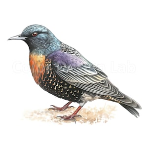 European Starling Clipart, Bird Art Digital Download, 8-piece High ...