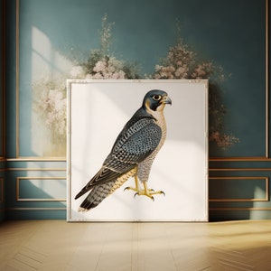 Peregrine Falcon, Peregrine Falcon High Rez JPG Digital Download Bird ...
