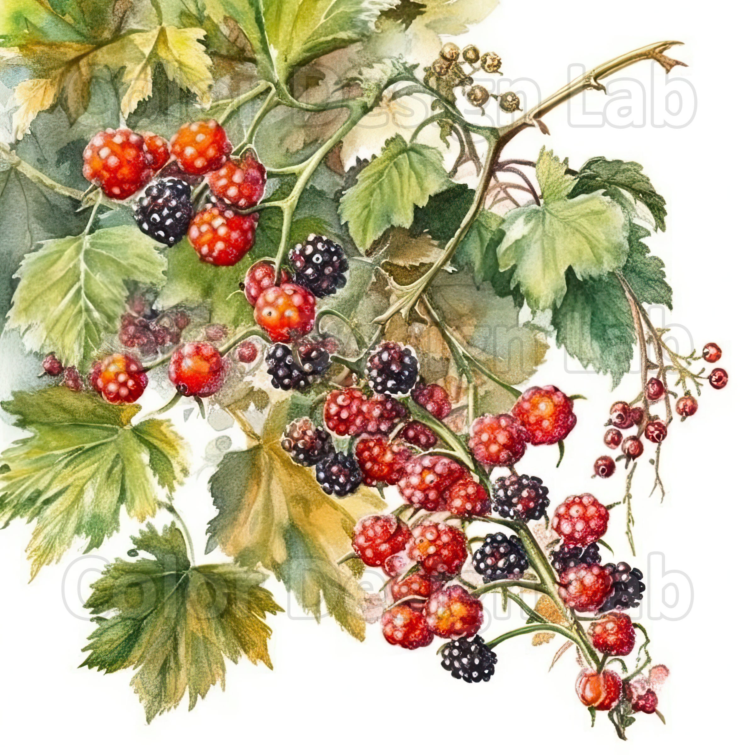 Hedgerow Bramble, Set of 8 Printable Art PNG, Hedgerow Bramble ...