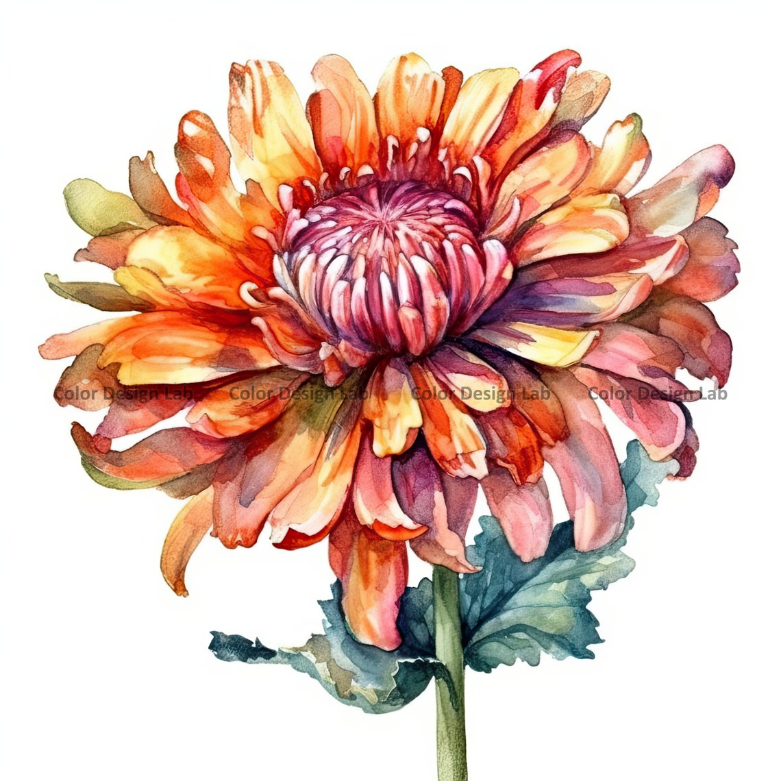 Mum Flower Clipart Set of 12 High-quality Chrysanthemum - Etsy