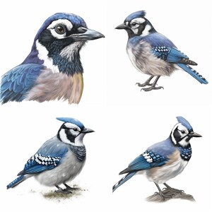 Blue Jay Clipart, 8 High-res Art Printables, Commercial License Digital ...