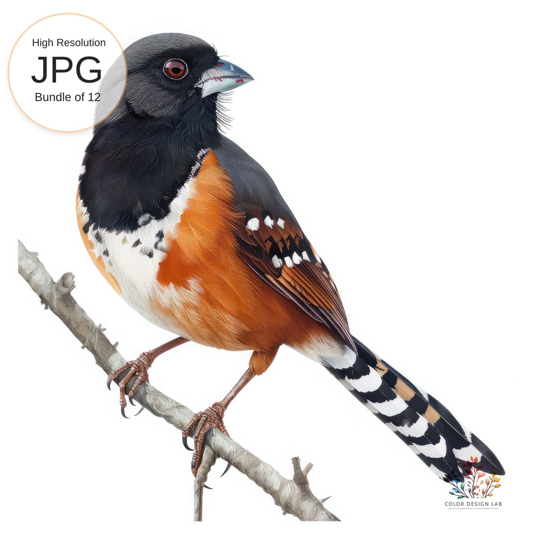 Spotted Towhee, Bird Art Print, High Resolution Digital Download, Bird ...