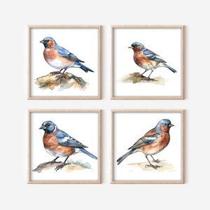 Chaffinch Printable Clipart Set, 8 High Quality Pngs of a Colorful Bird ...