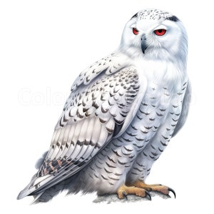 Snowy Owl Bundle - Set of 8 High-resolution Snowy Owl Printable Clipart ...