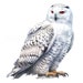 Snowy Owl Bundle Set of 8 High-resolution Snowy Owl Printable Clipart ...