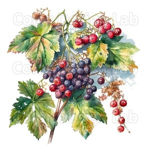 Hedgerow Bramble, Set of 8 Printable Art PNG, Hedgerow Bramble ...