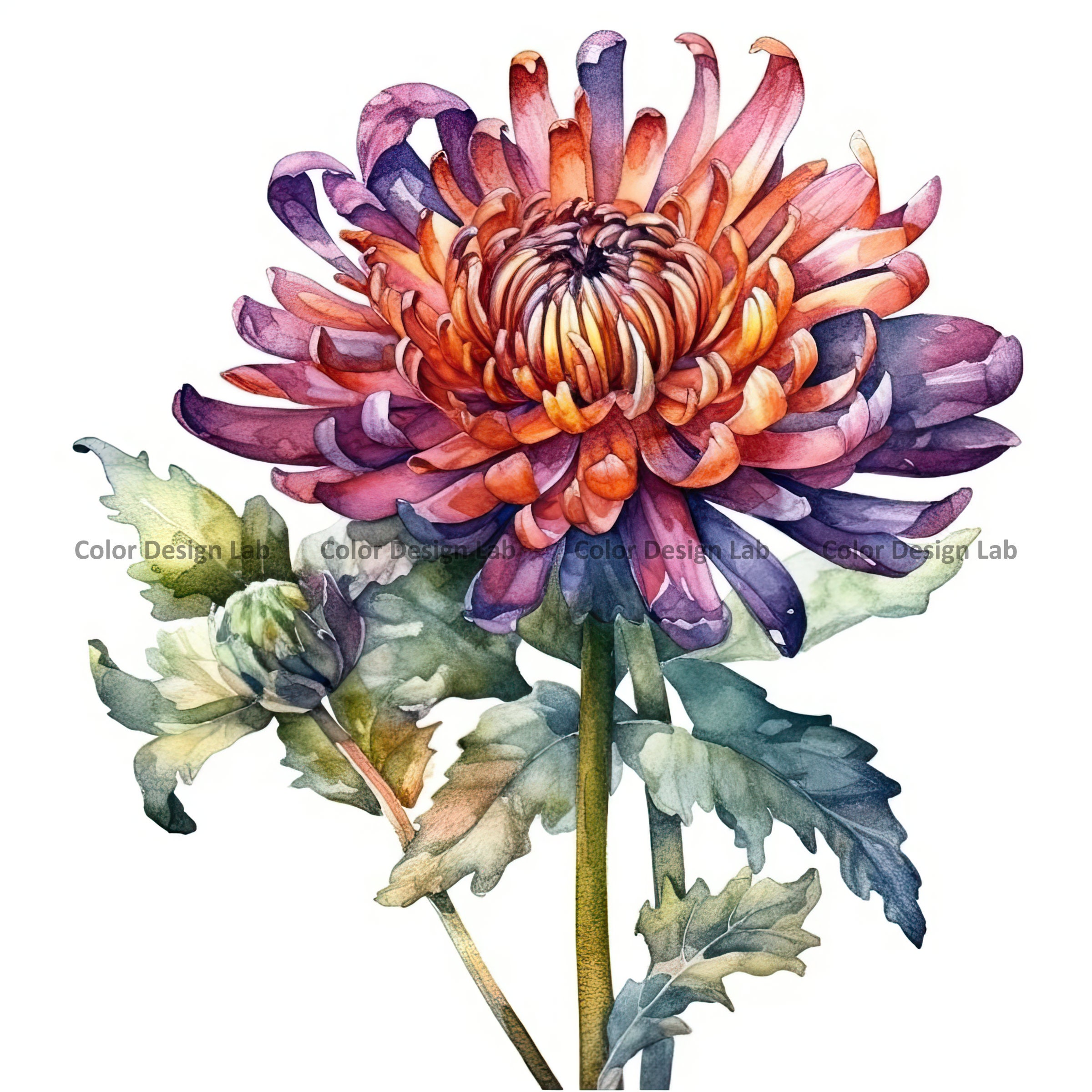 Mum Flower Clipart Set of 12 High-quality Chrysanthemum - Etsy