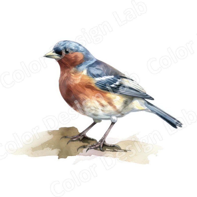 Chaffinch Printable Clipart Set, 8 High Quality Pngs of a Colorful Bird ...
