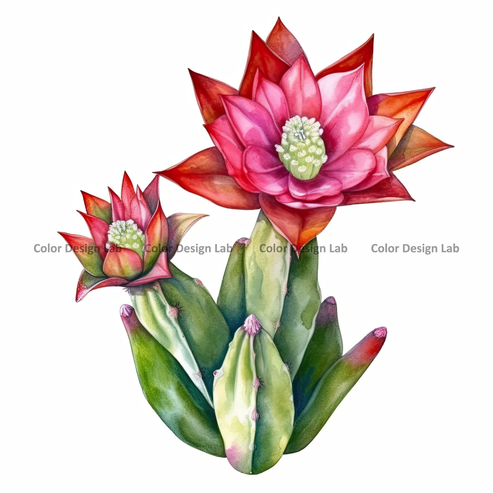 Cactus With Flower Clipart Set of 12 PNG Digital Download - Etsy