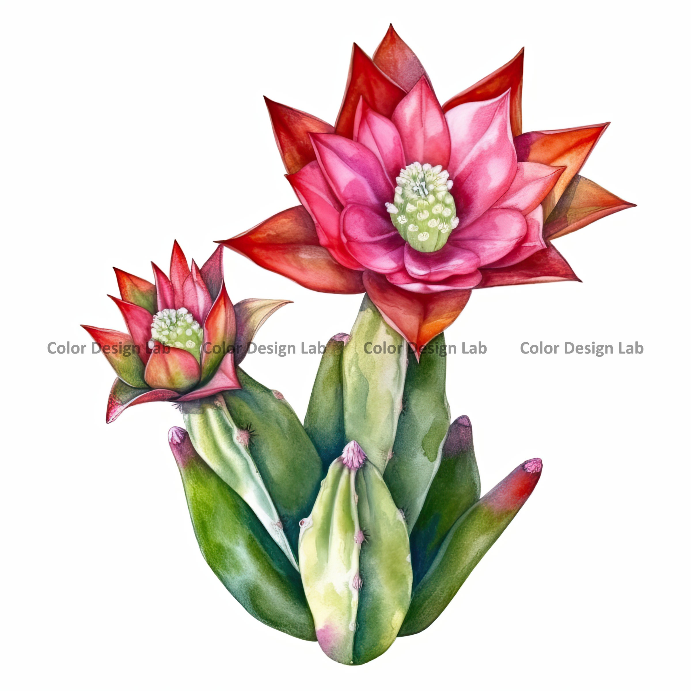 Cactus With Flower Clipart Set of 12 PNG Digital Download - Etsy