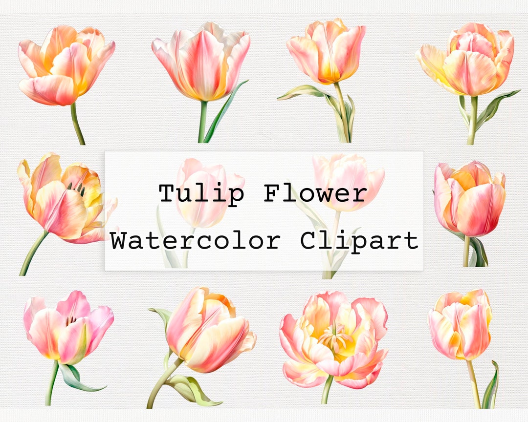 Tulip Flower Clipart Watercolor Png Tulips Bouquet Commercial License ...
