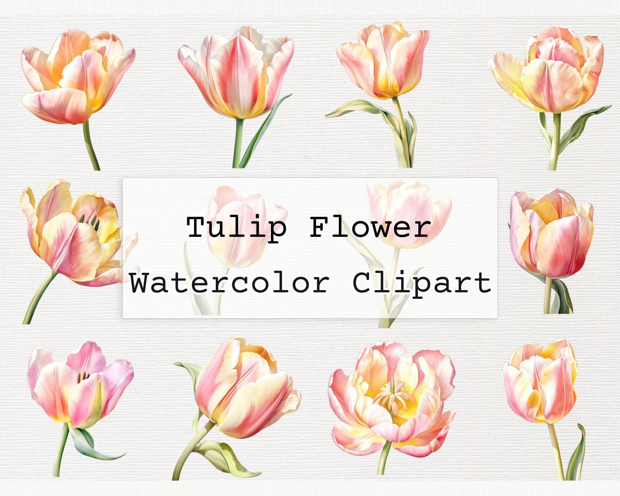 Tulip Flower Clipart Watercolor Png Tulips Bouquet Commercial - Etsy