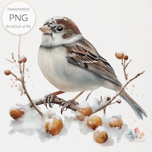 Winter Birds Clipart Bundle: Snowy Owl, Cardinal, Chickadee & More, 10 ...