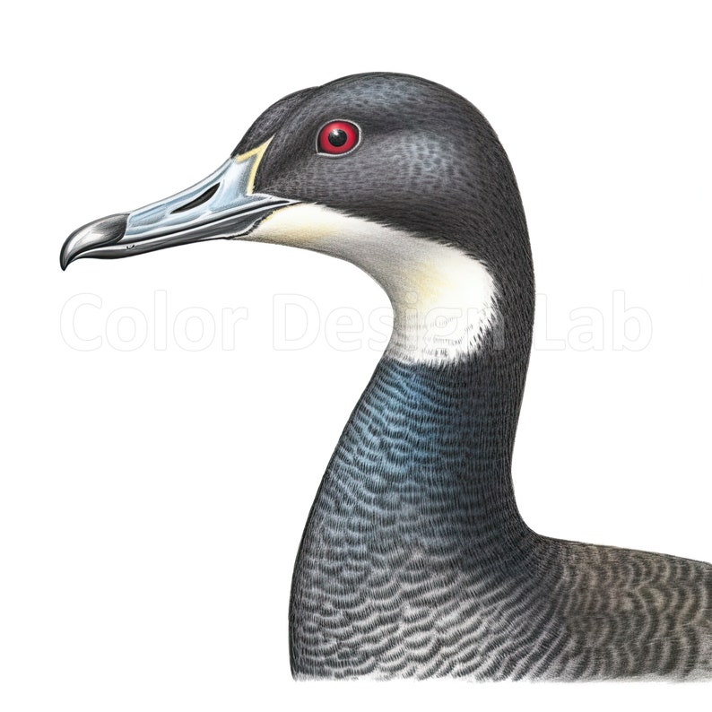 Common Loon Bird Printable Art Set 8 PNG Clipart High - Etsy