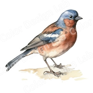 Chaffinch Printable Clipart Set, 8 High Quality Pngs of a Colorful Bird ...
