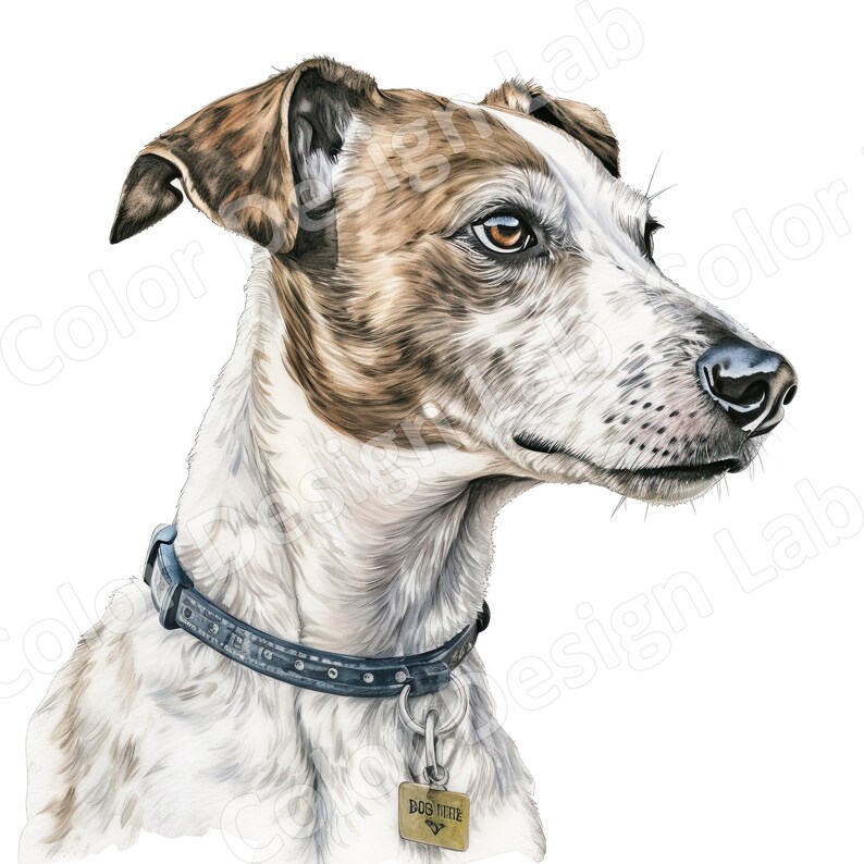 Whippet Clipart Design, Hand-drawn Sighthound Art, Sleek and Athletic ...