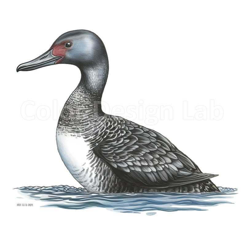Common Loon Bird Printable Art Set 8 PNG Clipart High - Etsy