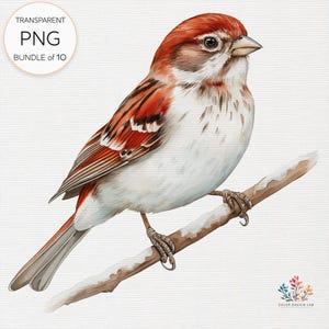 Winter Birds Clipart Bundle: Snowy Owl, Cardinal, Chickadee & More, 10 ...