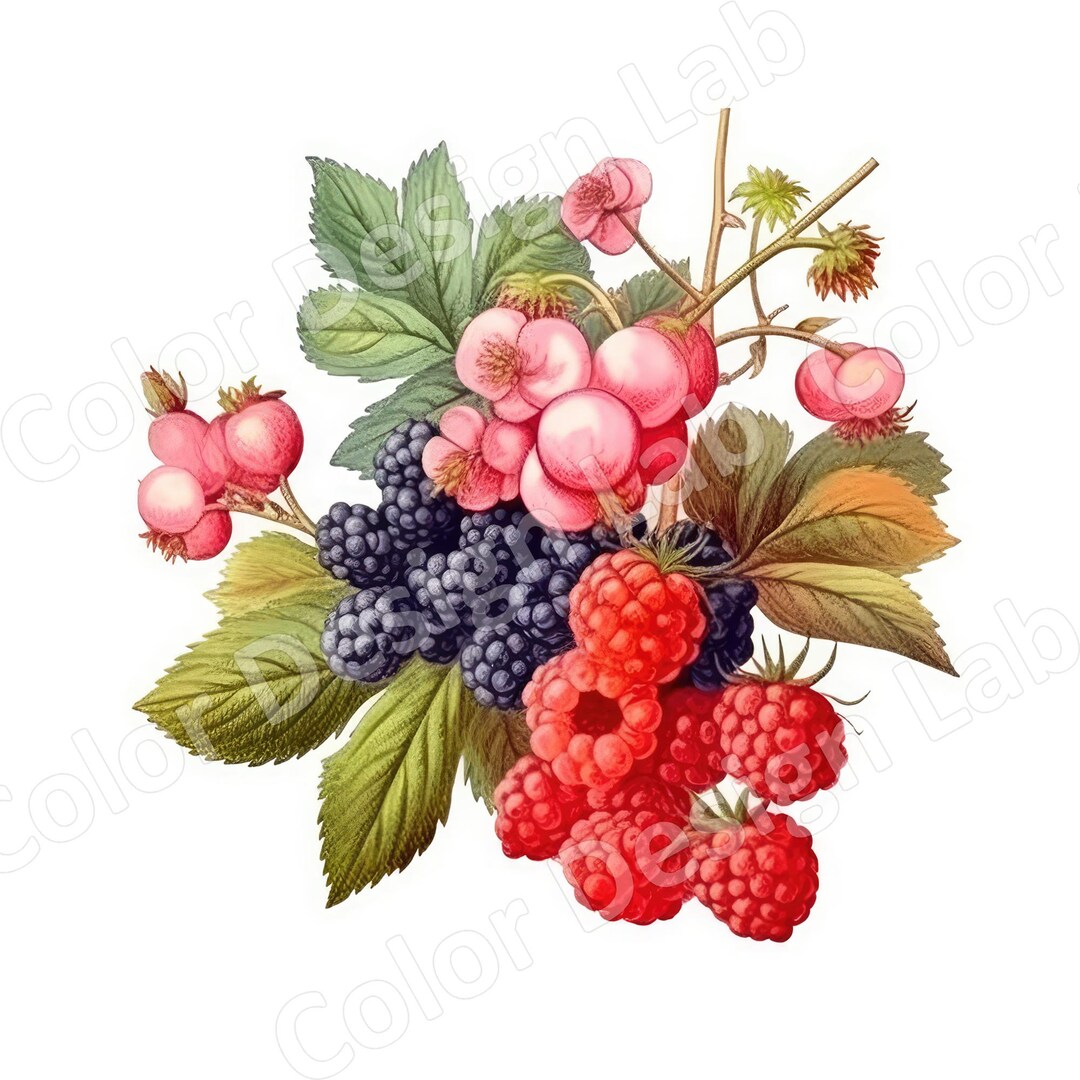 Hedgerow Bramble Printable Clipart Set 8 High-quality Pngs - Etsy