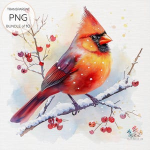 Winter Birds Clipart Bundle: Snowy Owl, Cardinal, Chickadee & More, 10 ...