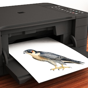 Peregrine Falcon, Peregrine Falcon High Rez JPG Digital Download Bird ...