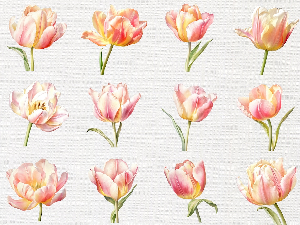 Tulip Flower Clipart Watercolor Png Tulips Bouquet Commercial License ...