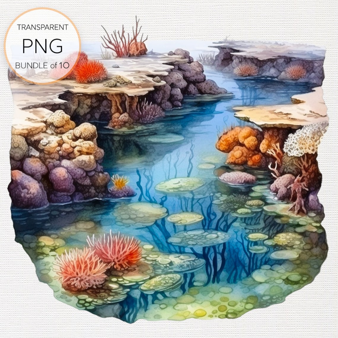 Set of 10 Watercolor Tidepools Clipart Pngs for Coastal Card - Etsy