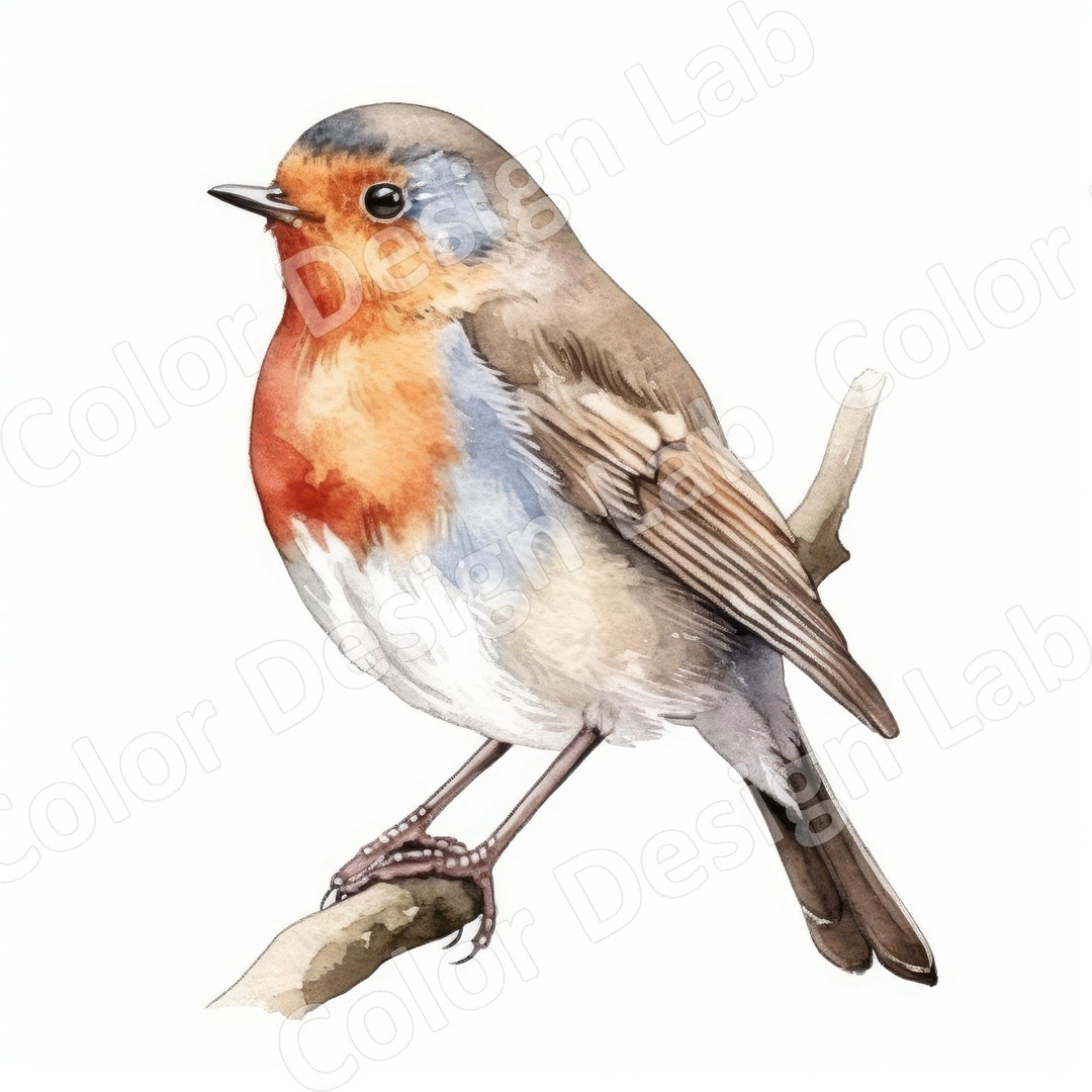 Robin Bird Clipart, 8 High Quality PNG Digital Images, Digital Download ...