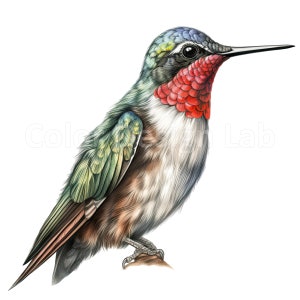 Ruby-throated Hummingbird Clipart - 8 Printable Art Pngs, High ...